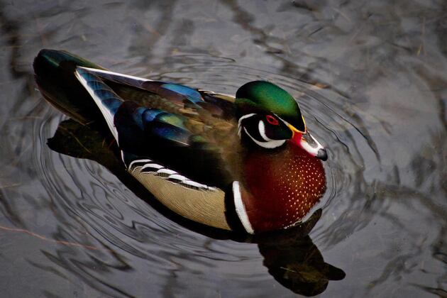 Lessons learned from a wood duck – Church News